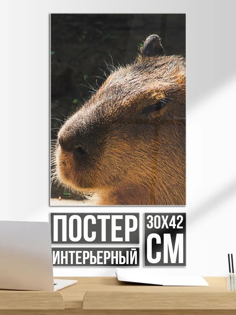 Постер на стену Капибара спит