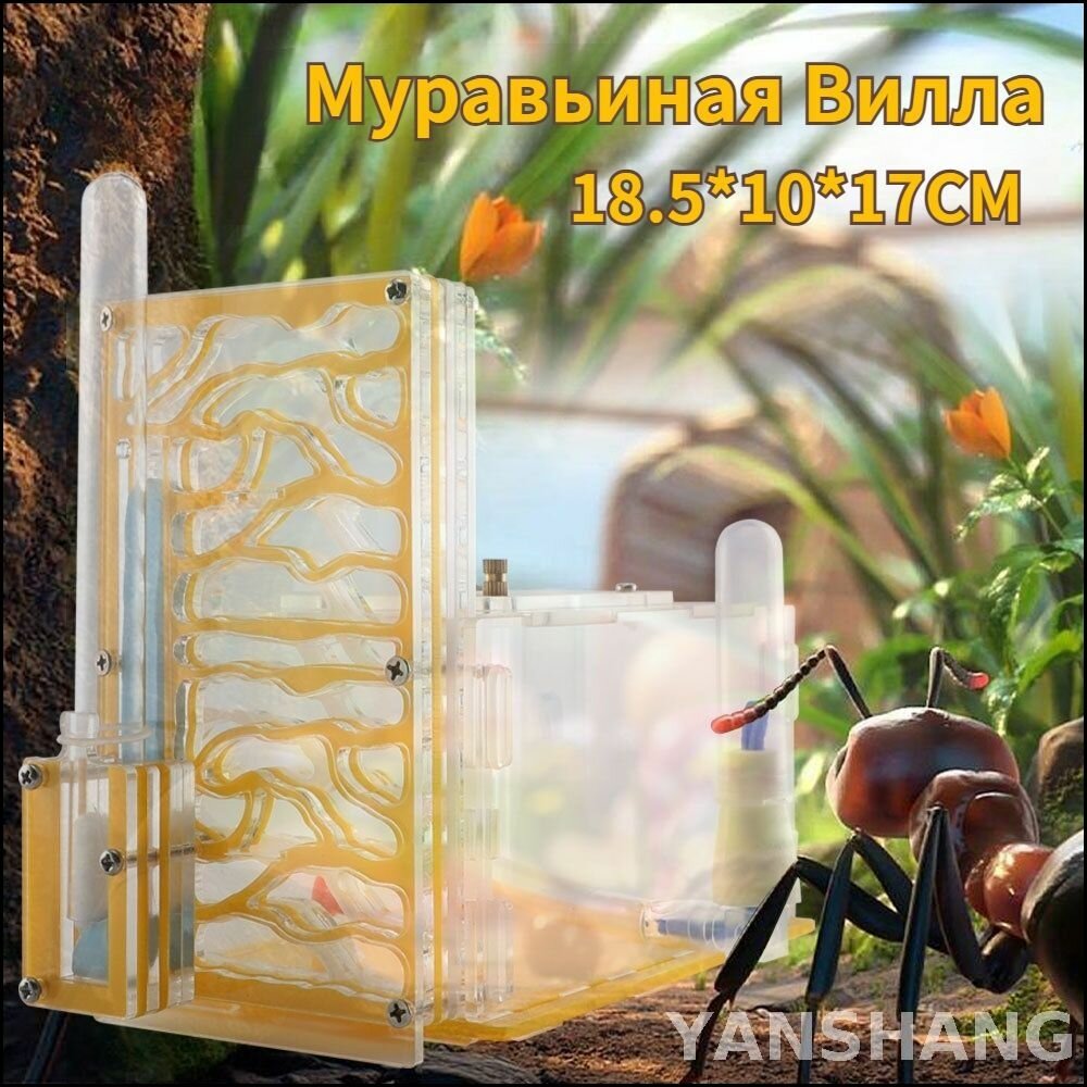 Муравьиная ферма большая