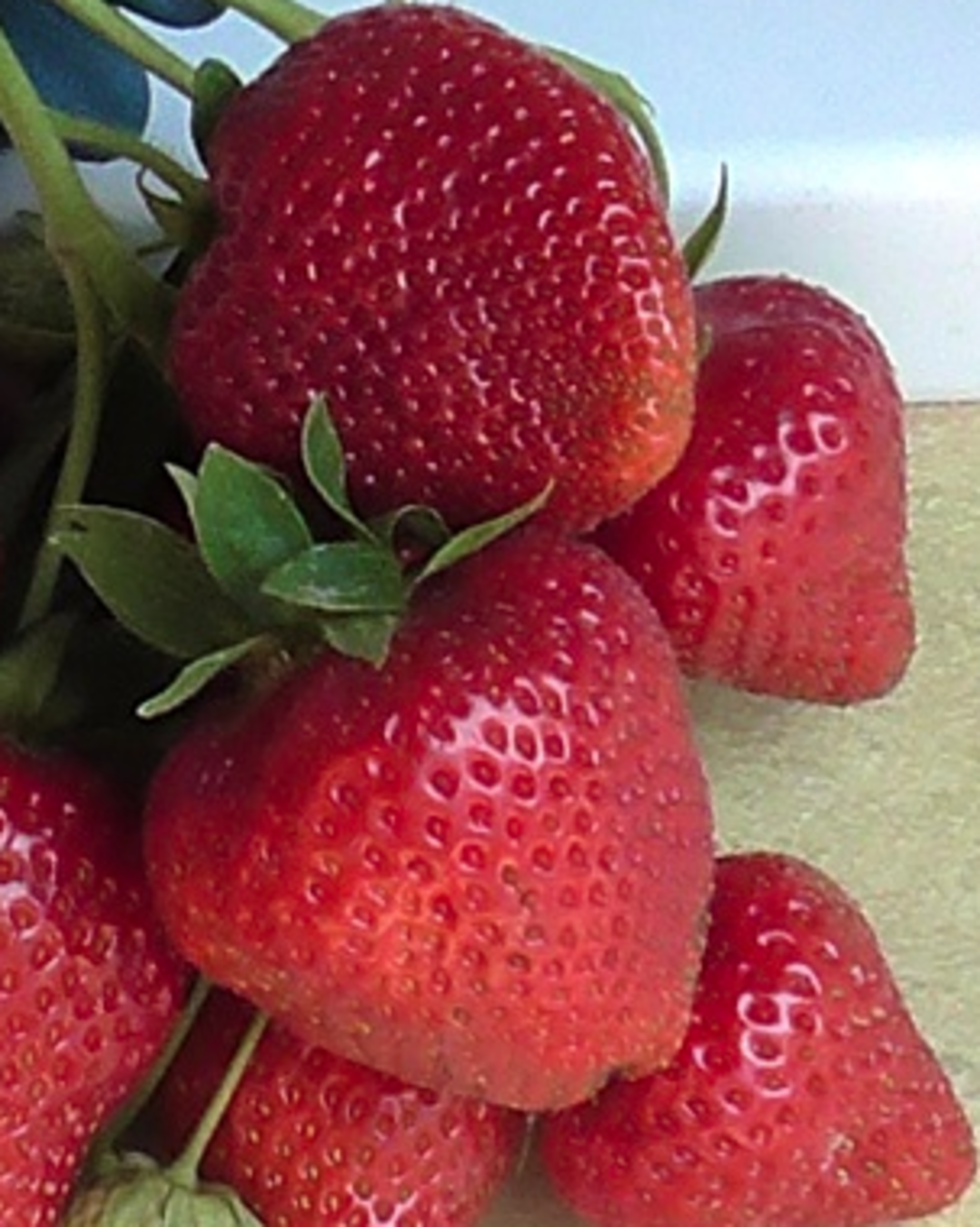 Клубника ( крупноплодная ) "Априка" 10 шт / морозостойкий сорт