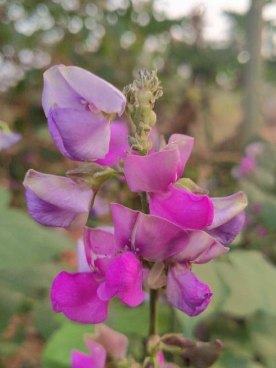 Семена Индигофера красильная (Indigofera tinctoria), 15 штук