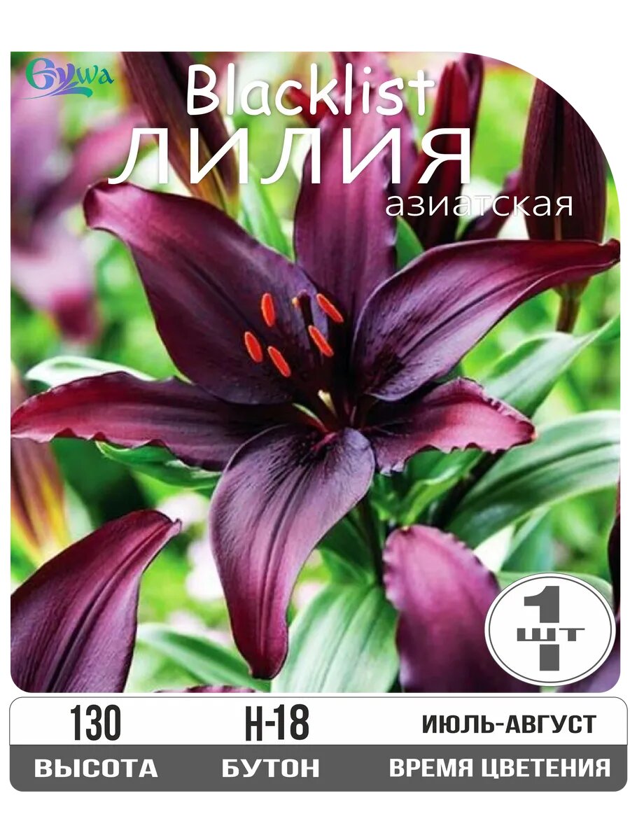 Лилия луковицы многолетние БлэкЛист, азиатская, 1шт. высота 130 см.