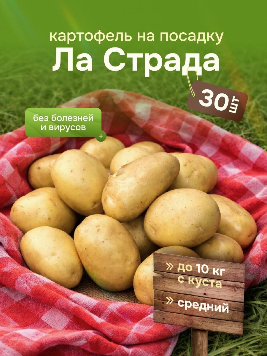 Картофель клубни на посадку Ла Страда 30шт "средний"