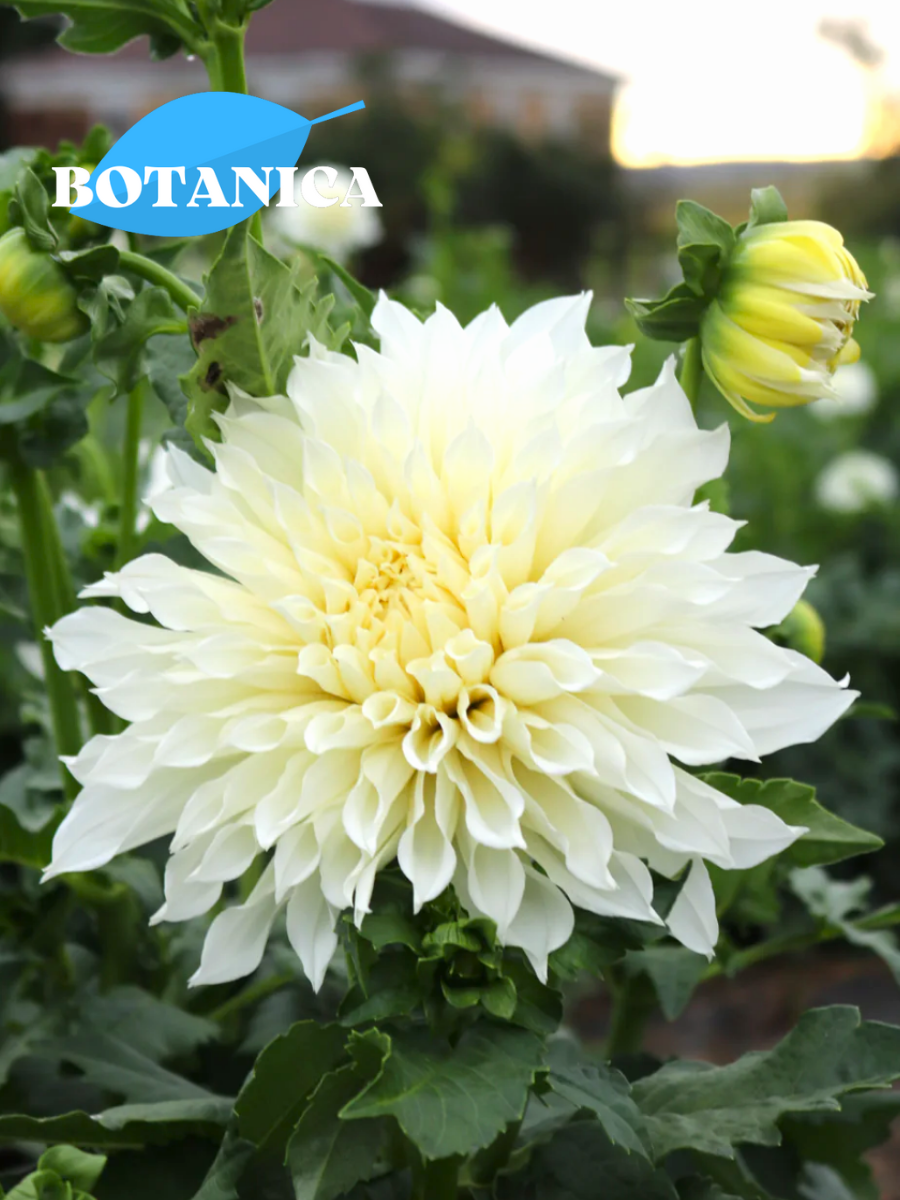 Клубни цветов, botanica garden, Георгина Фрелер (1 штука) бежевый