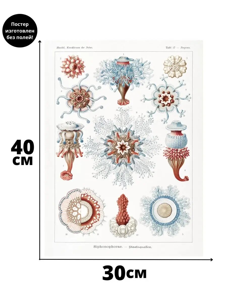 Постер в морском стиле ретро рисунок, 30 x 40 см, бумага, без рамы