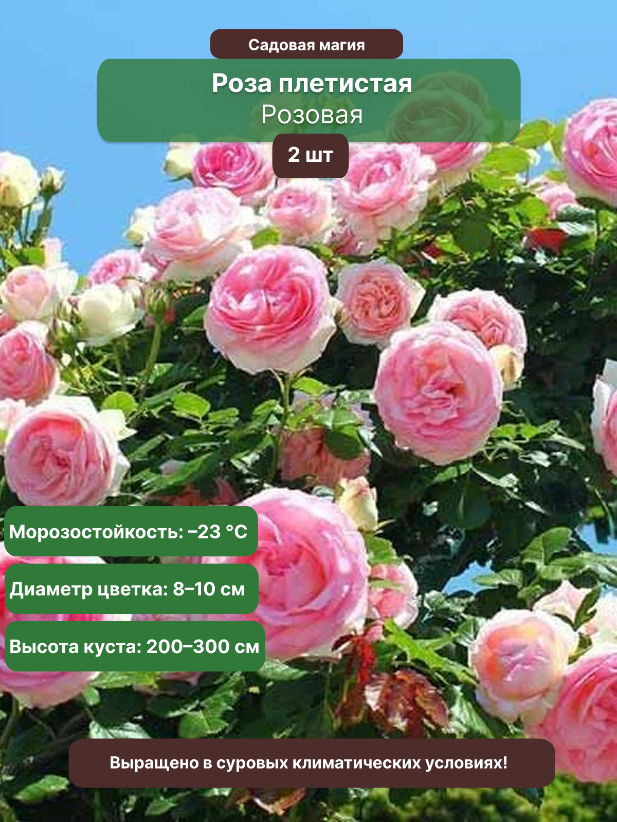 Роза плетистая "Розовая", ЗКС, 2 саженца, многолетняя, розовая
