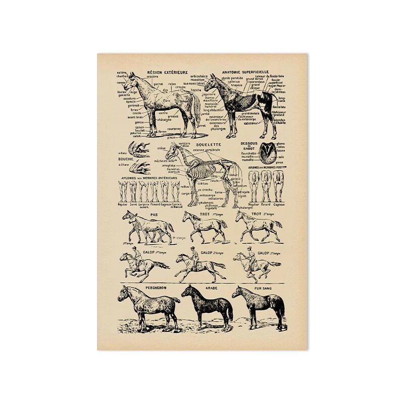 Анатомия лошади, винтажная иллюстрация, 42x60 см, DPB12093