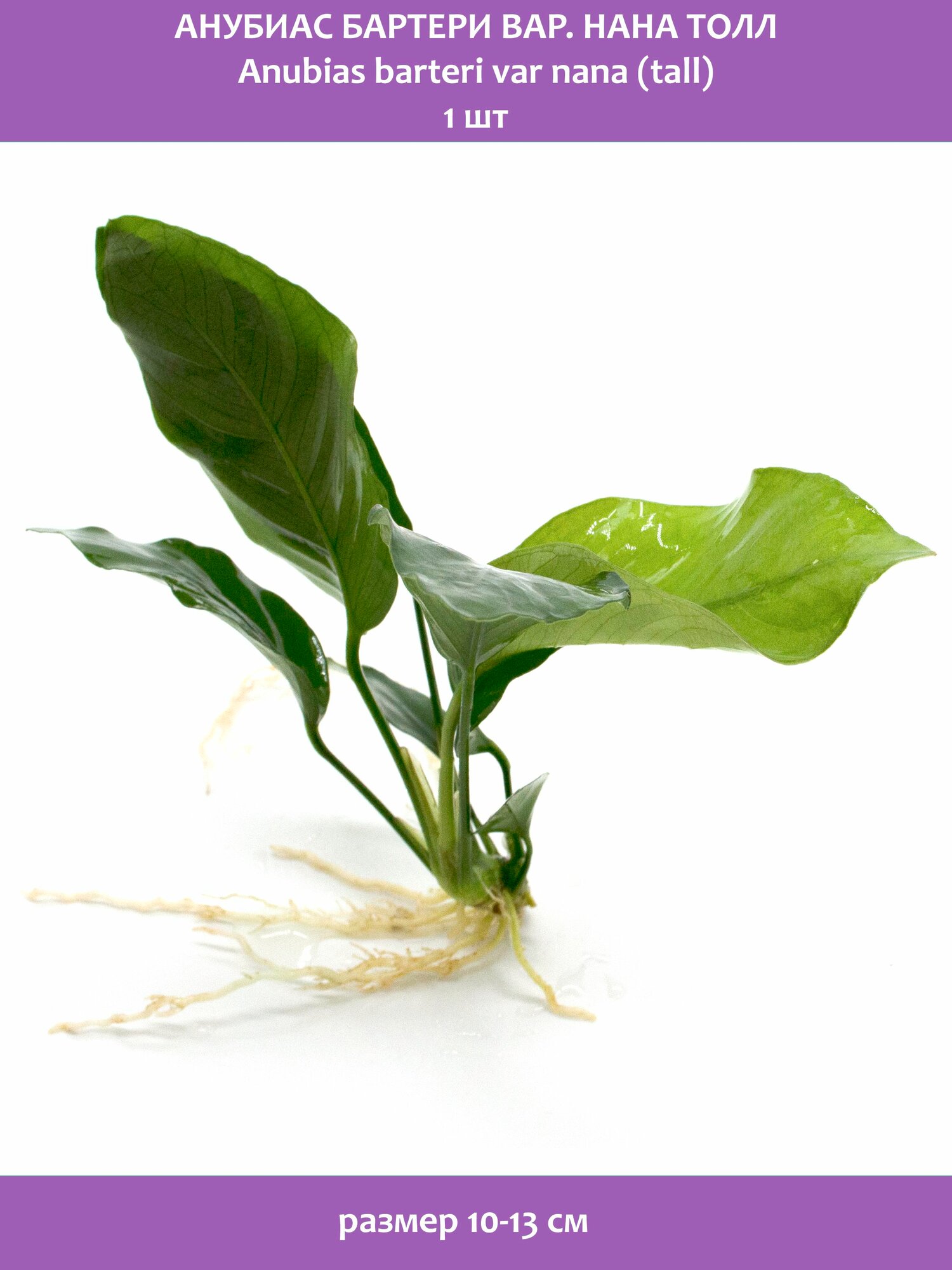 Bestfish24 Анубиас бартери вар. нана Толл, 10-13см, 1шт растение для аквариума