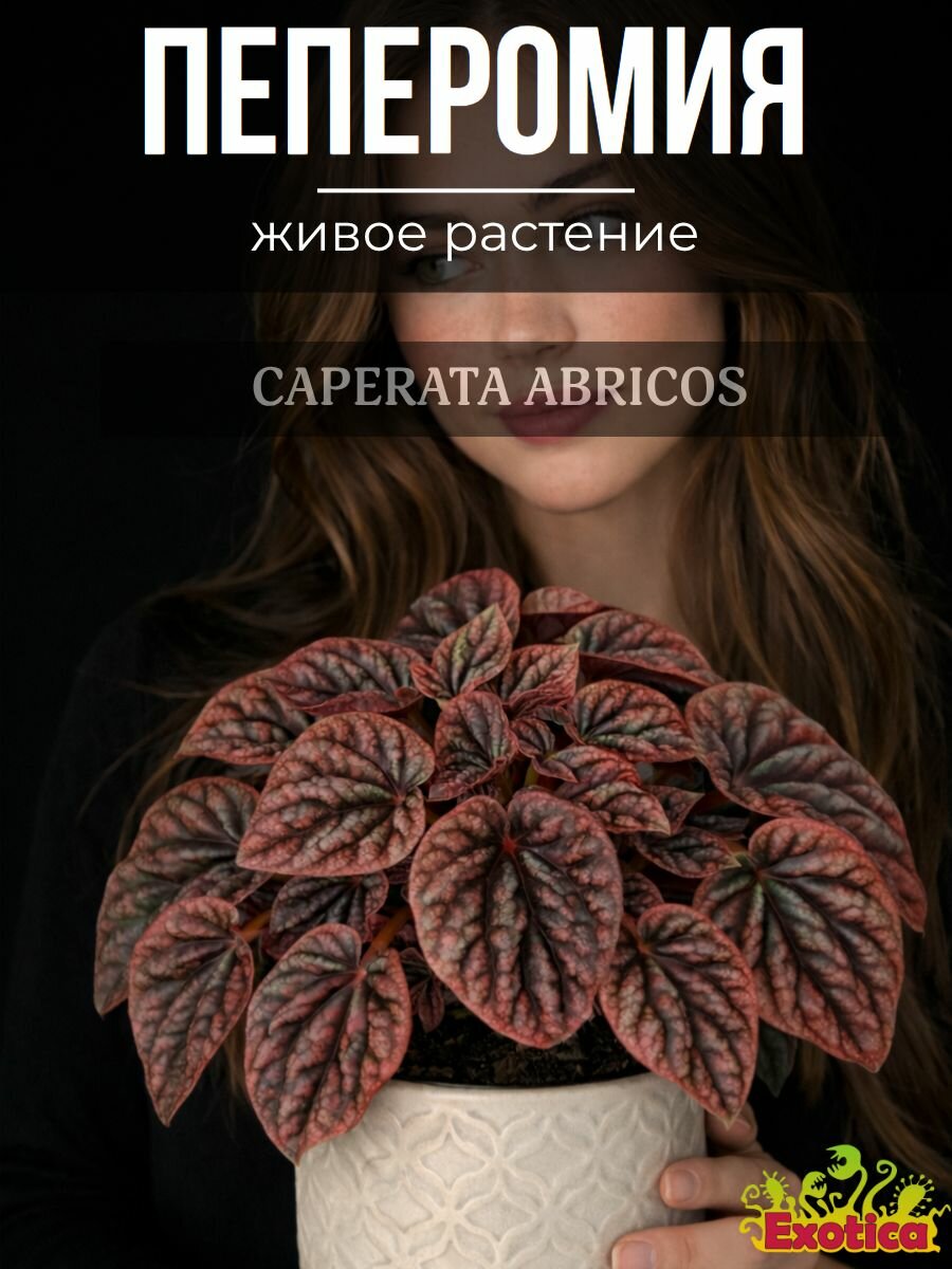 Пеперомия Каперата Абрикос (Peperomia Caperata Abricos) D11см, домашний цветок