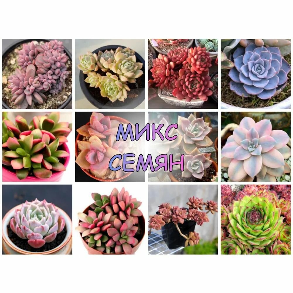 Суккуленты микс, семена 20 шт.