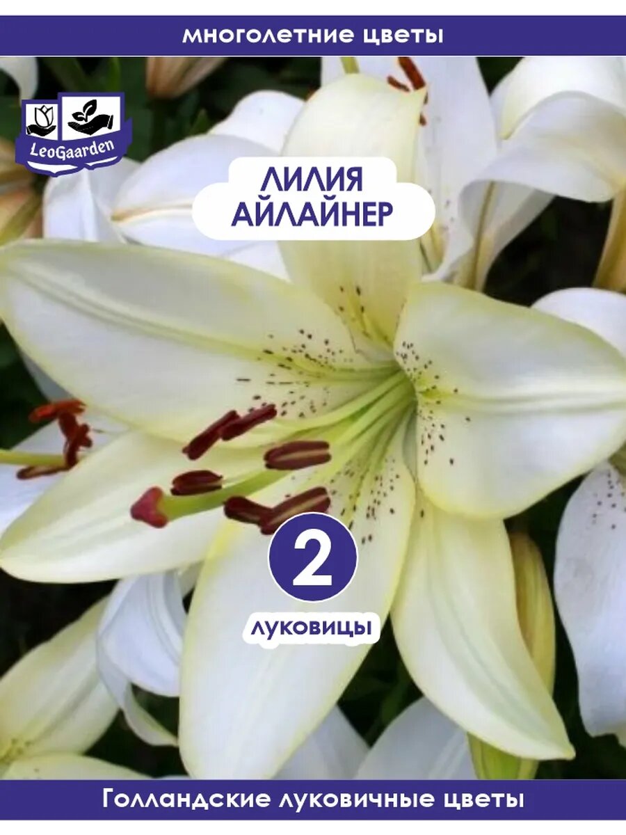 Лилия Луковица, Айлайнер, 2 шт