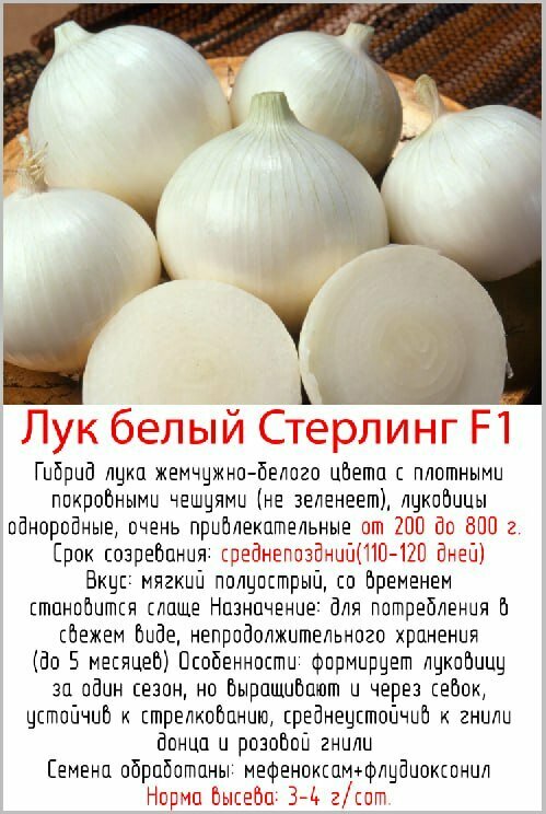 Лук белый Стерлинг F1, семена 1 грамм, фасовка (250сем)