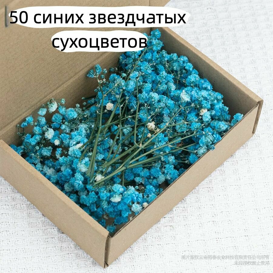 Сухоцветы, 50 шт