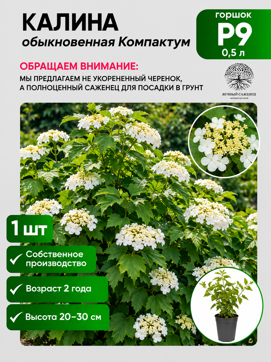 Калина обыкновенная Компактум, саженец для сада и дачи, декоративное растение для посадки