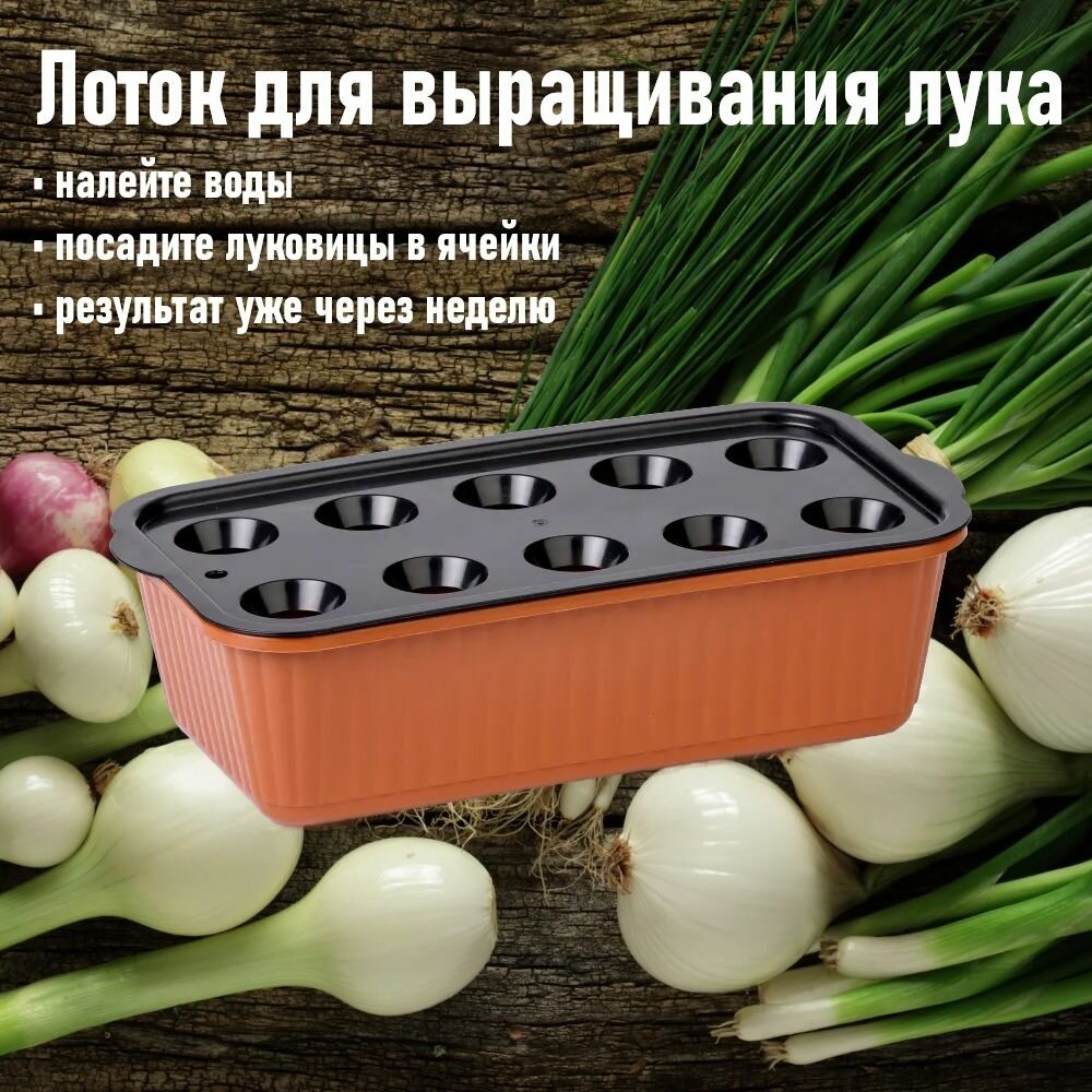 Лоток для выращивания лука