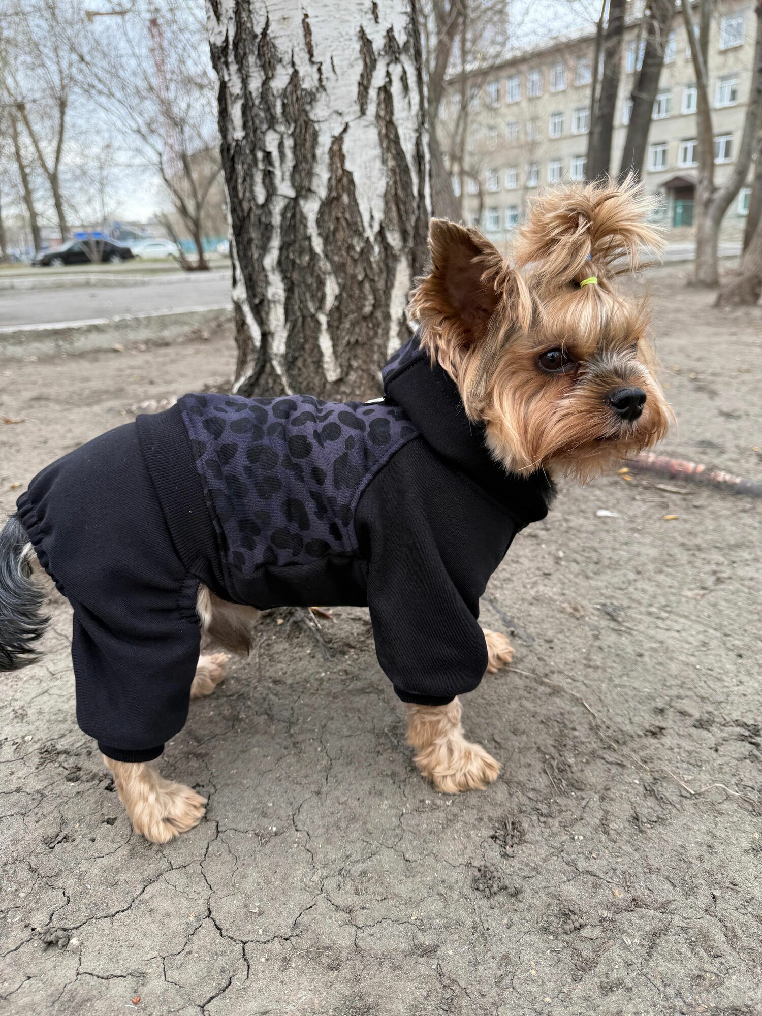 Одежда для животных — фото 1
