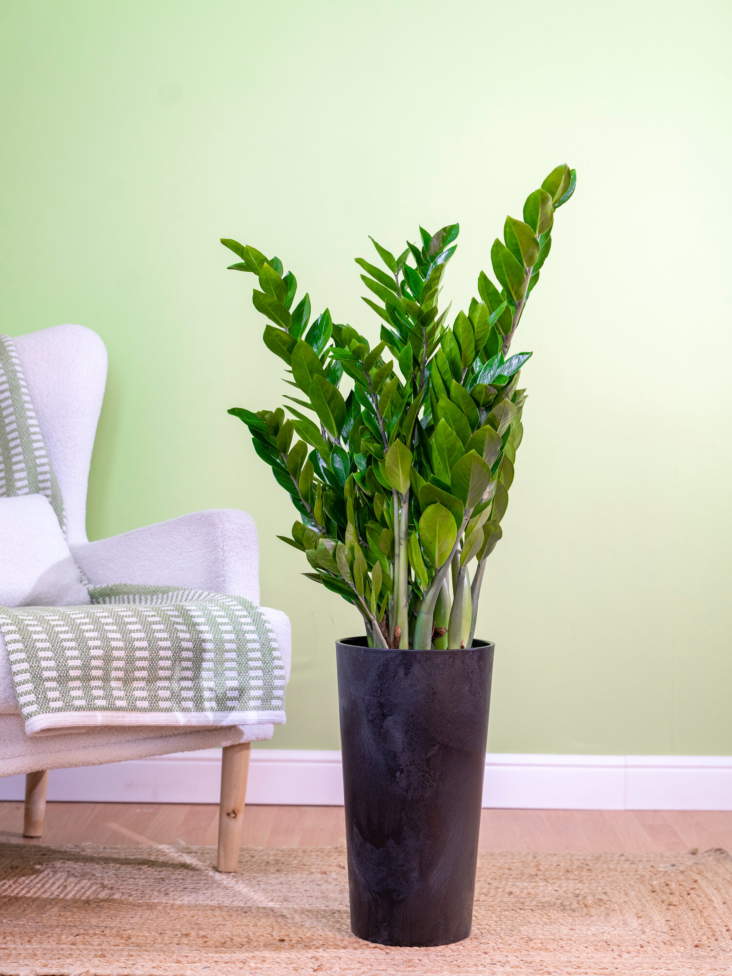 Geo Glass: Цветок замиокулькас , долларовое дерево домашнее в стильном кашпо 110-120 см