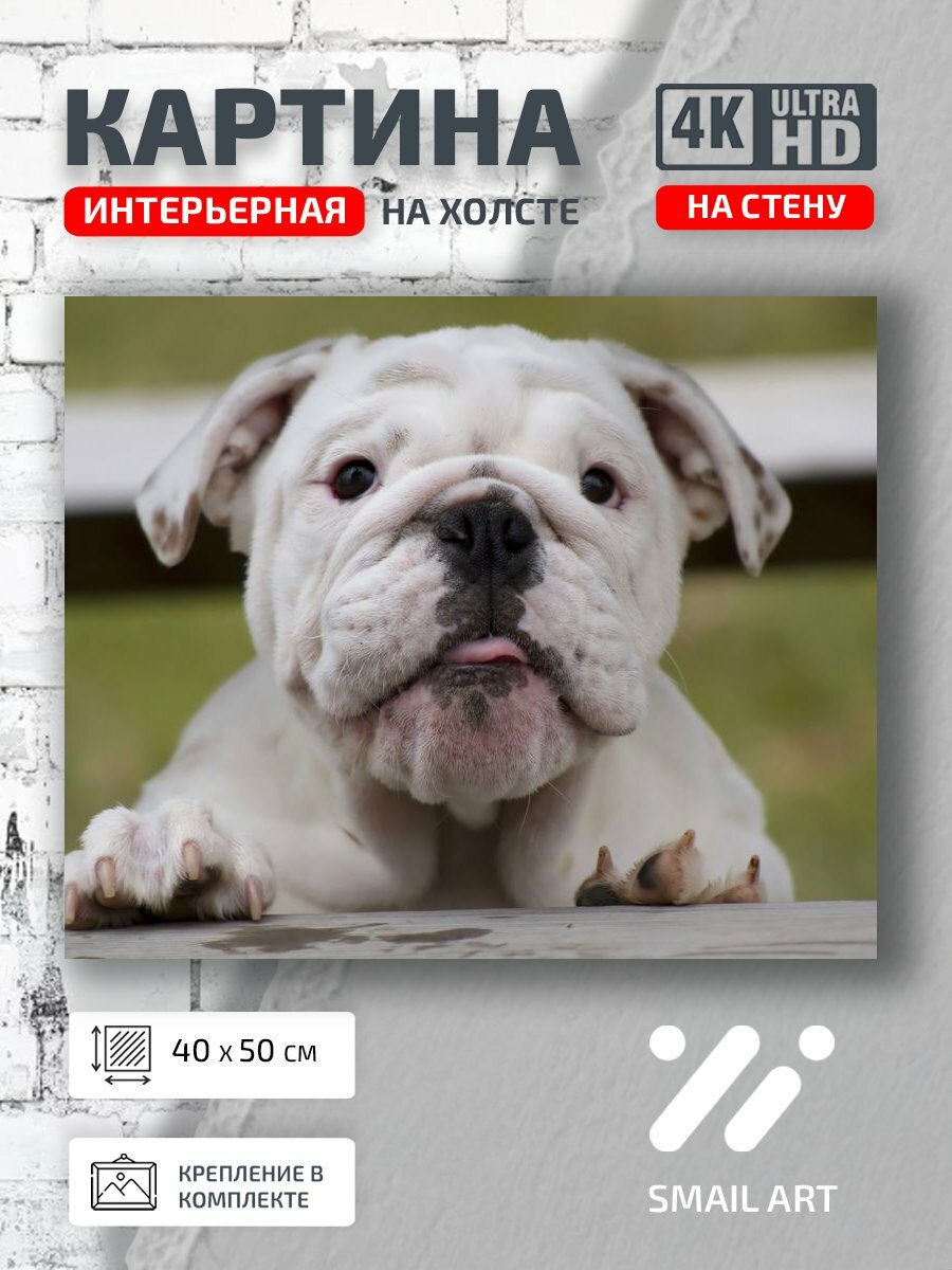 Картина на холсте интерьерная 40 на 50 на стену Собачка Mood для офиса атмосфера интерьер