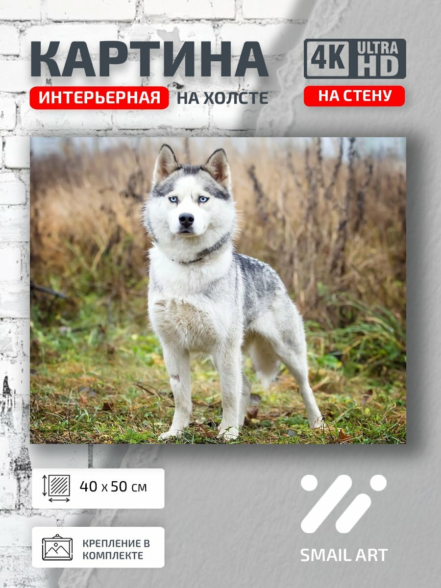 Картина на холсте интерьерная 40 на 50 на стену Собака Landscape для спальни пейзаж декор