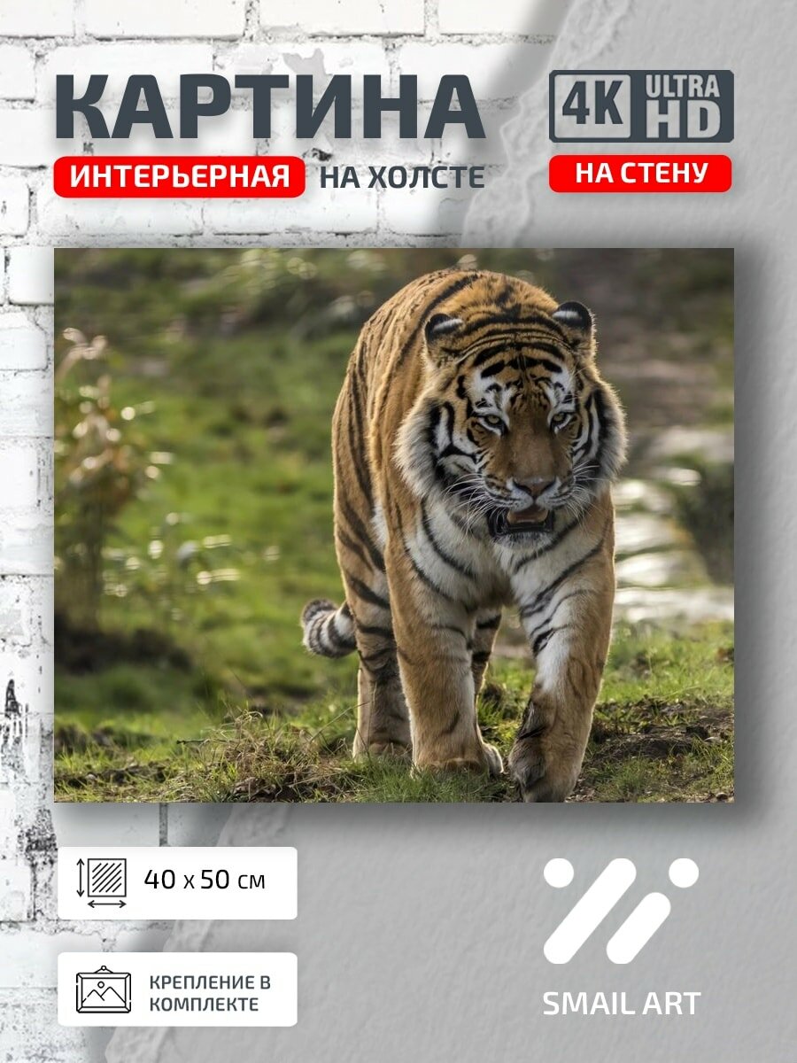 Картина на холсте интерьерная 40 на 50 на стену Животные тигр для студии атмосфера