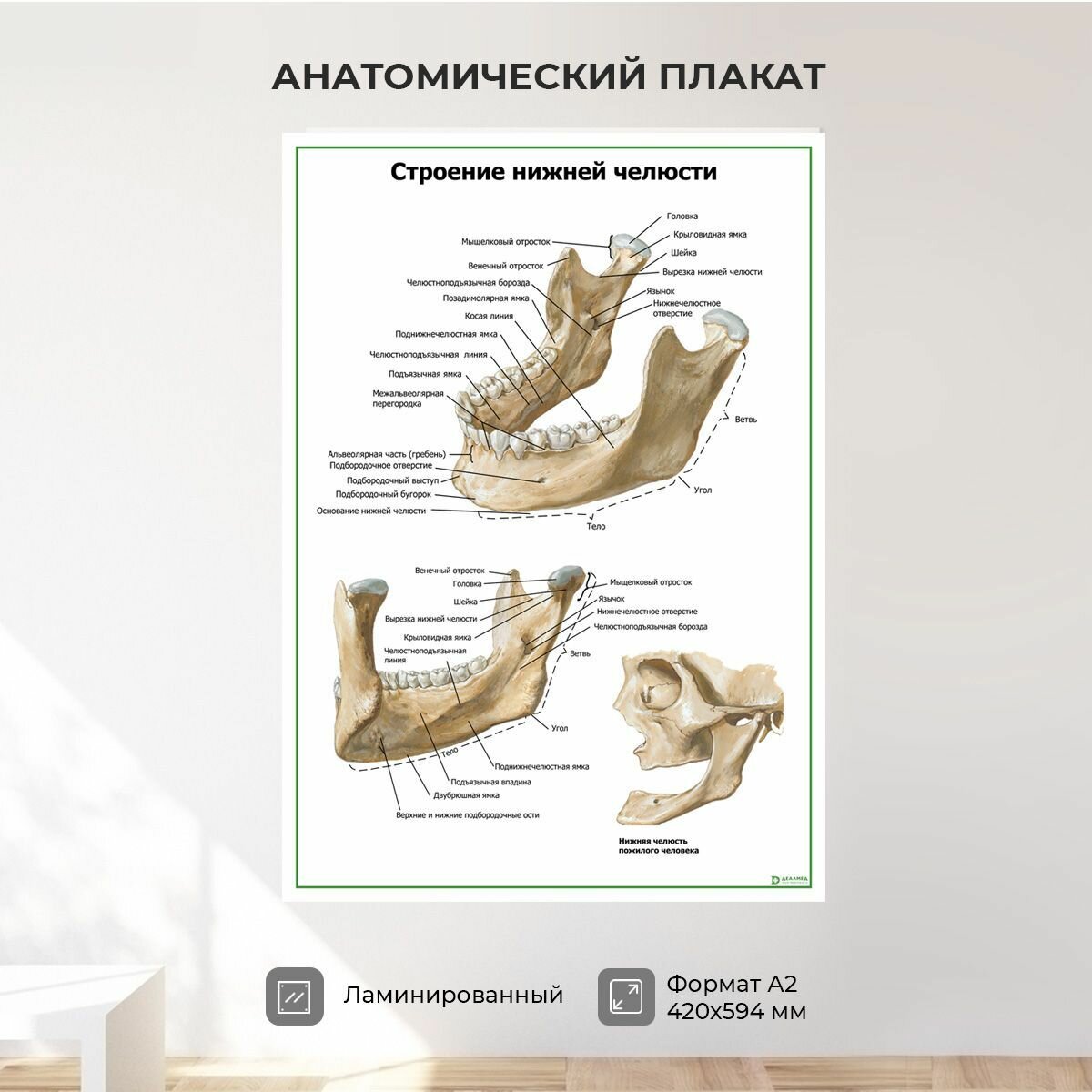 Обучающий медицинский плакат анатомия Строение нижней челюсти А2