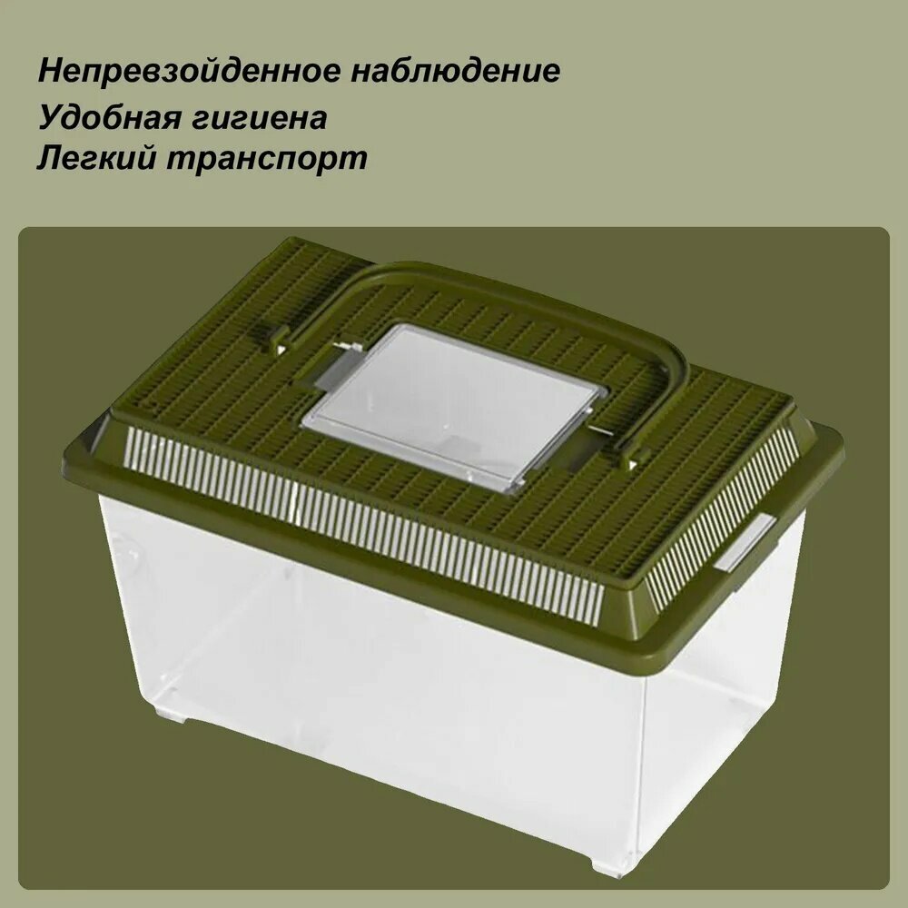 Ящерица Кейдж, Хранитель рептилий , Террариум