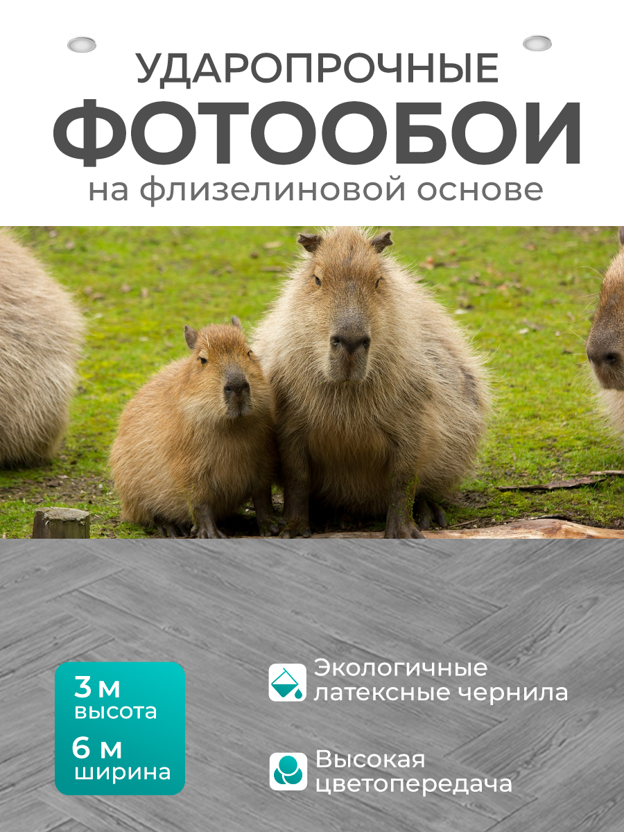 Фотообои моющиеся ударопрочные "Капибара, животные, зоопарк" 600x300 см. флизелиновые на стену