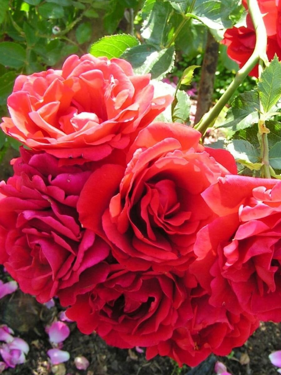 Роза канадская Джон Франклин / 1 шт, морозостойкая, красная, ароматная