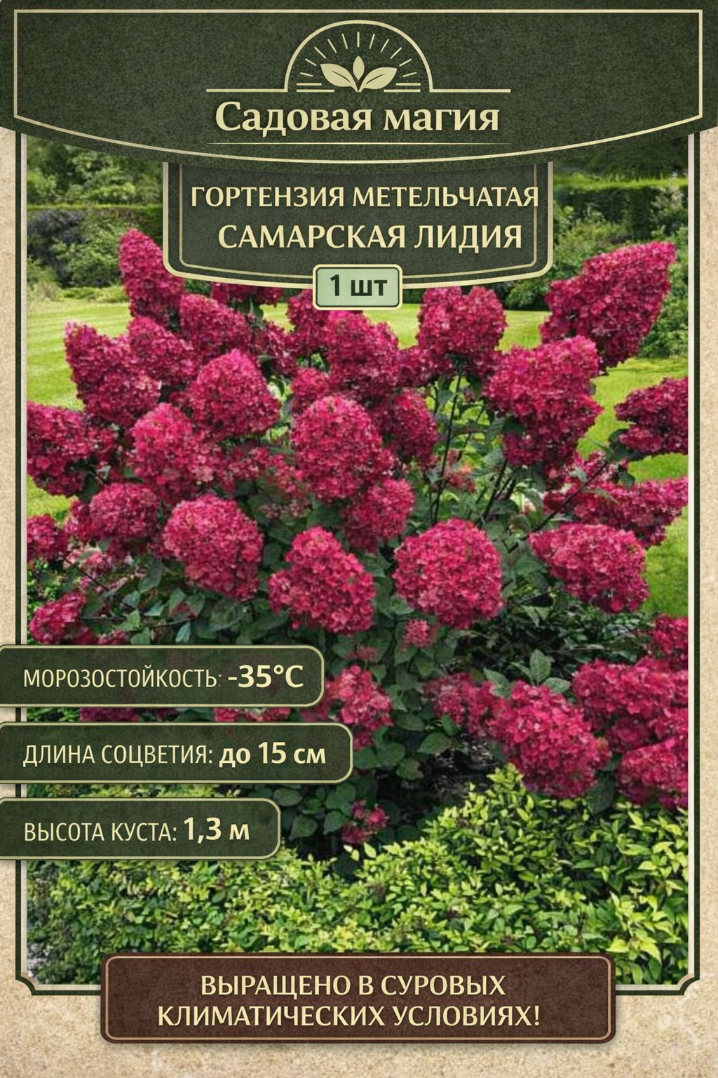 Гортензия Самарская Лидия, многолетняя, морозостойкая, до -35°, высота 1.3 м
