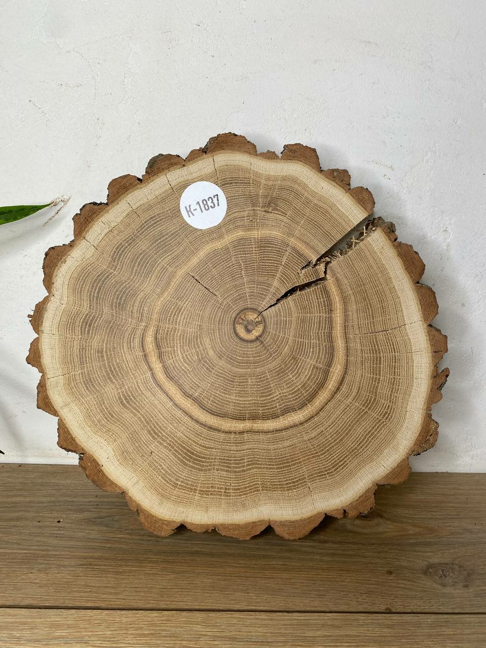 Спил дуб с корой , размер 34х35х6 см. Сухой, шлифованный с 2-х сторон, арт к1837