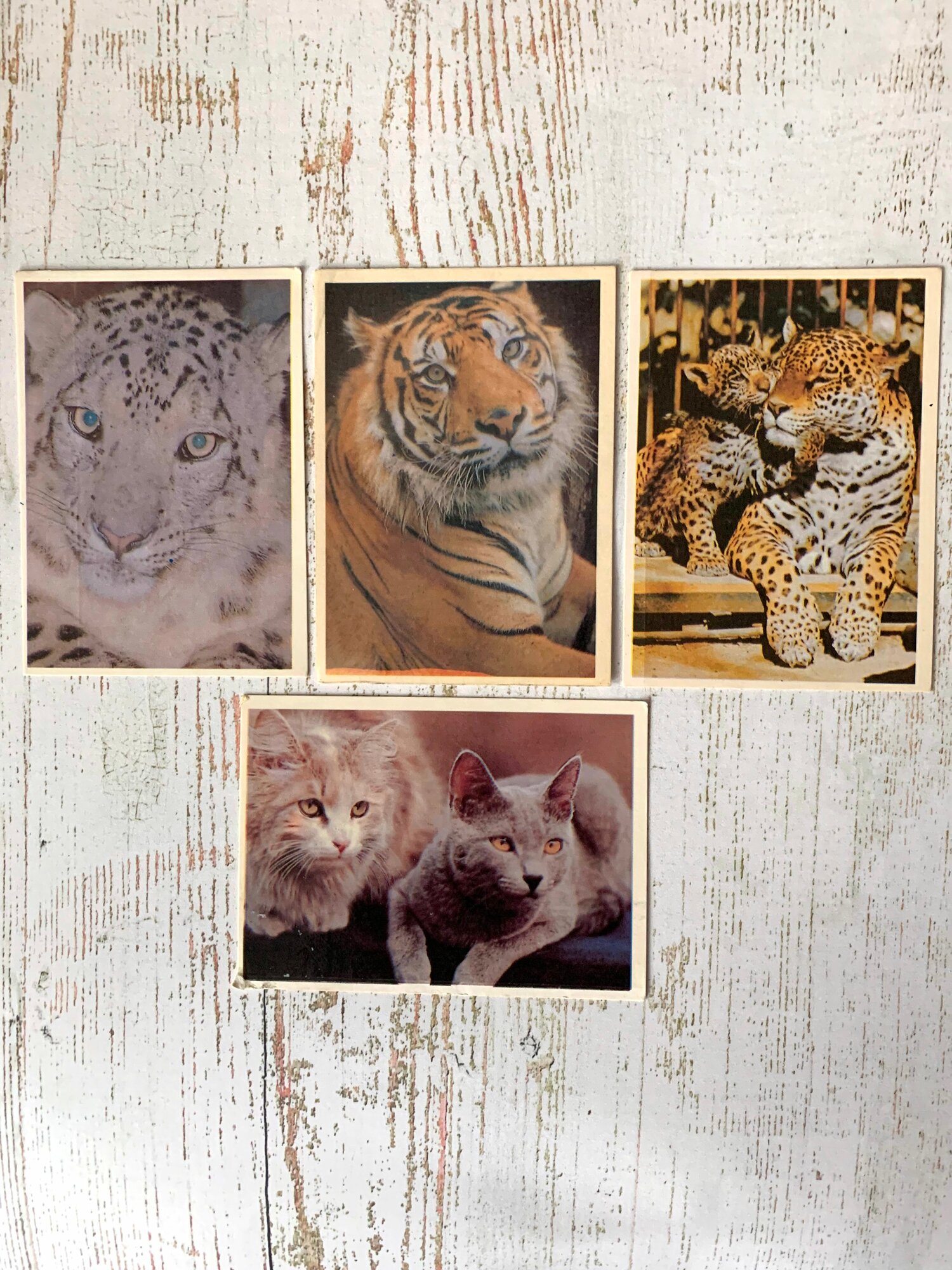 Календарик карманный. Дикие и домашние кошки, 4 шт. 1994 г.