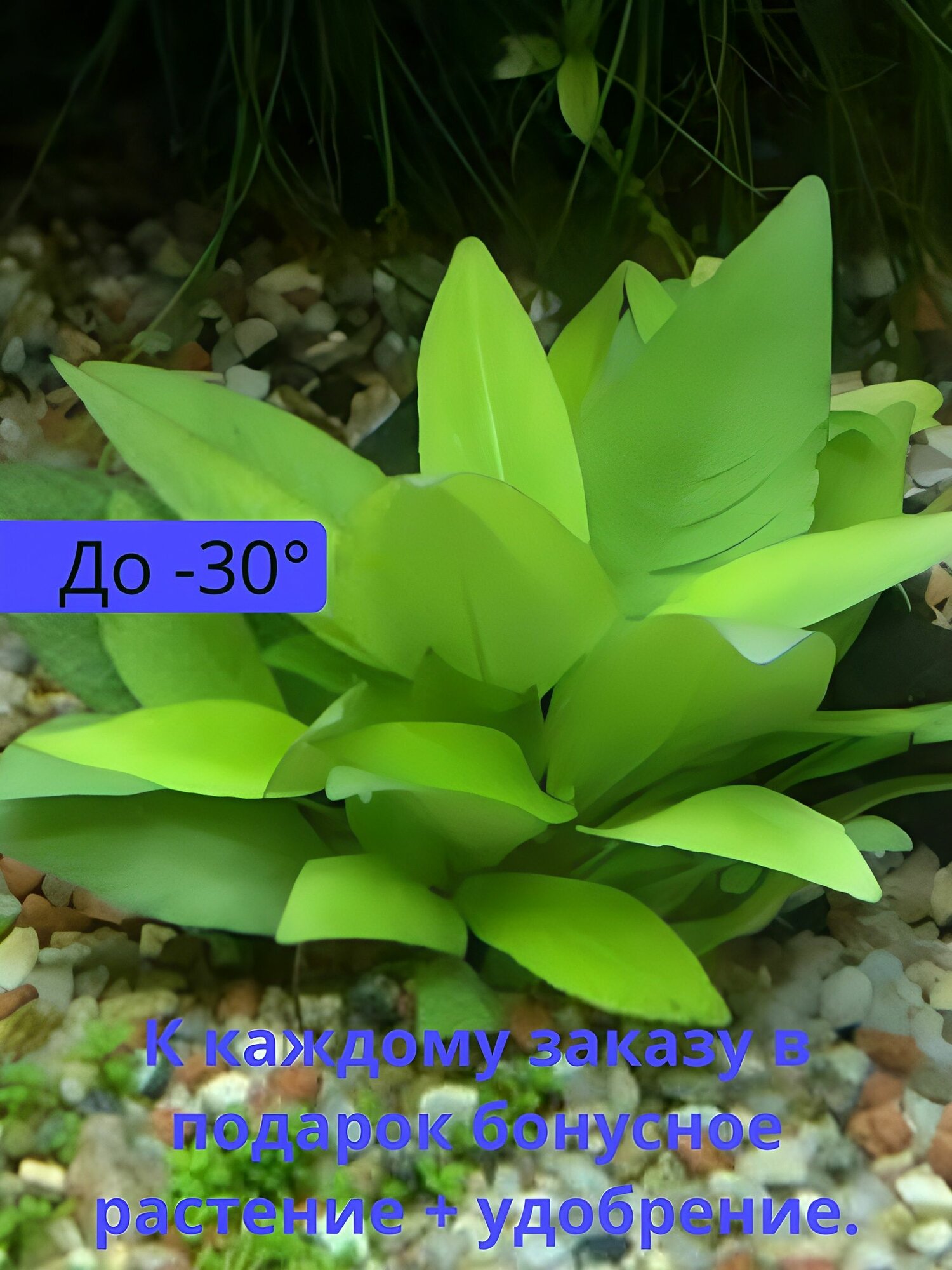 Гигрофила Лимонник Компакт. Живое аквариумное растение