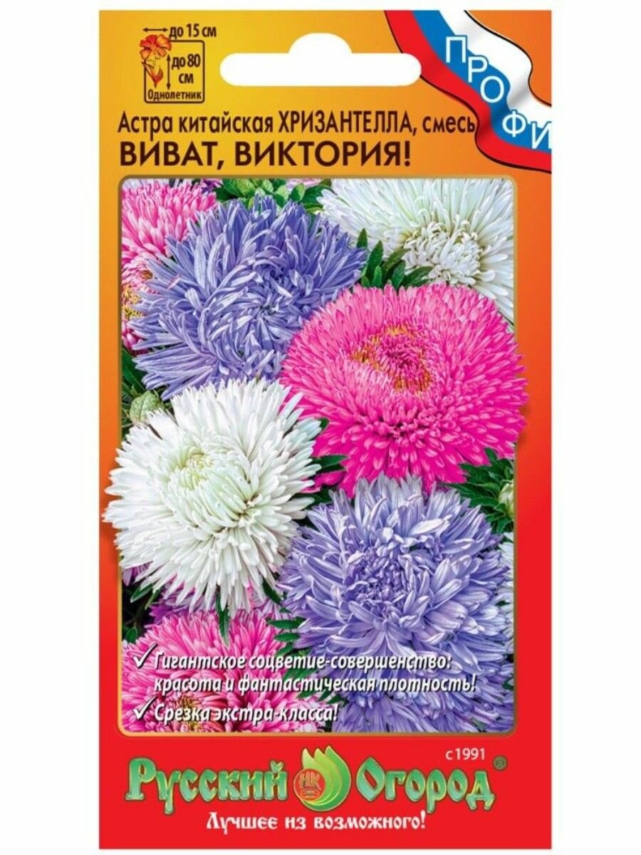Семена Астра Виват Виктория!