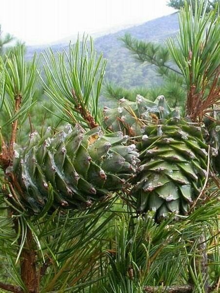 Сосна корейская кедровая, Р9, 10-15 см