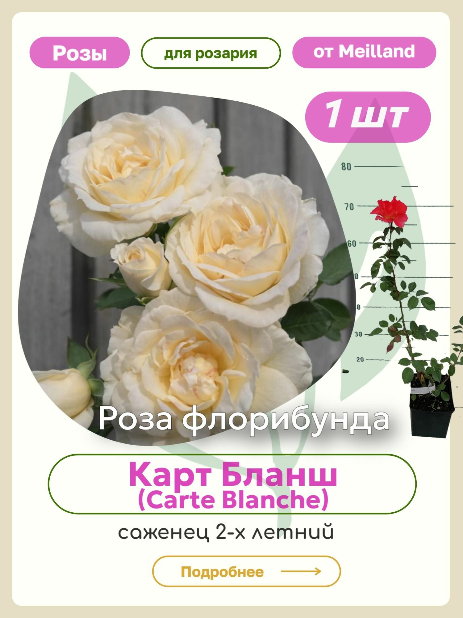 Саженцы роз Карт Бланш (Carte Blanche)