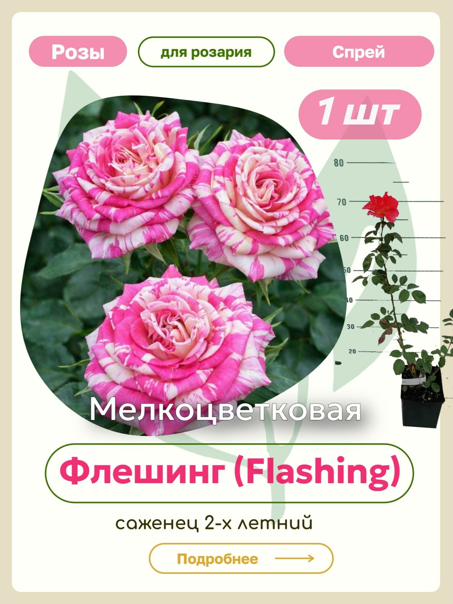 Саженцы роз Флешинг (Flushing)