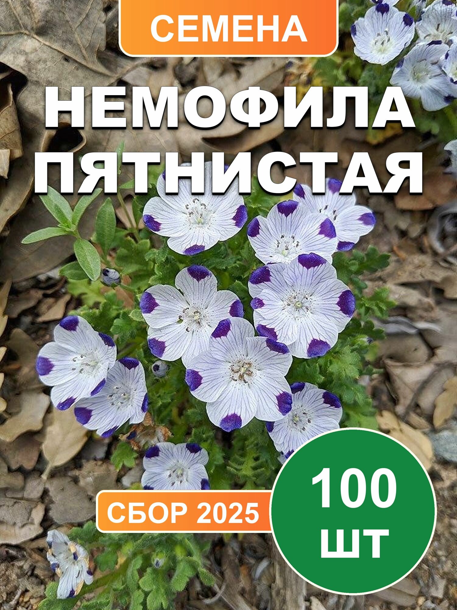 Немофила пятнистая, семена, 100шт