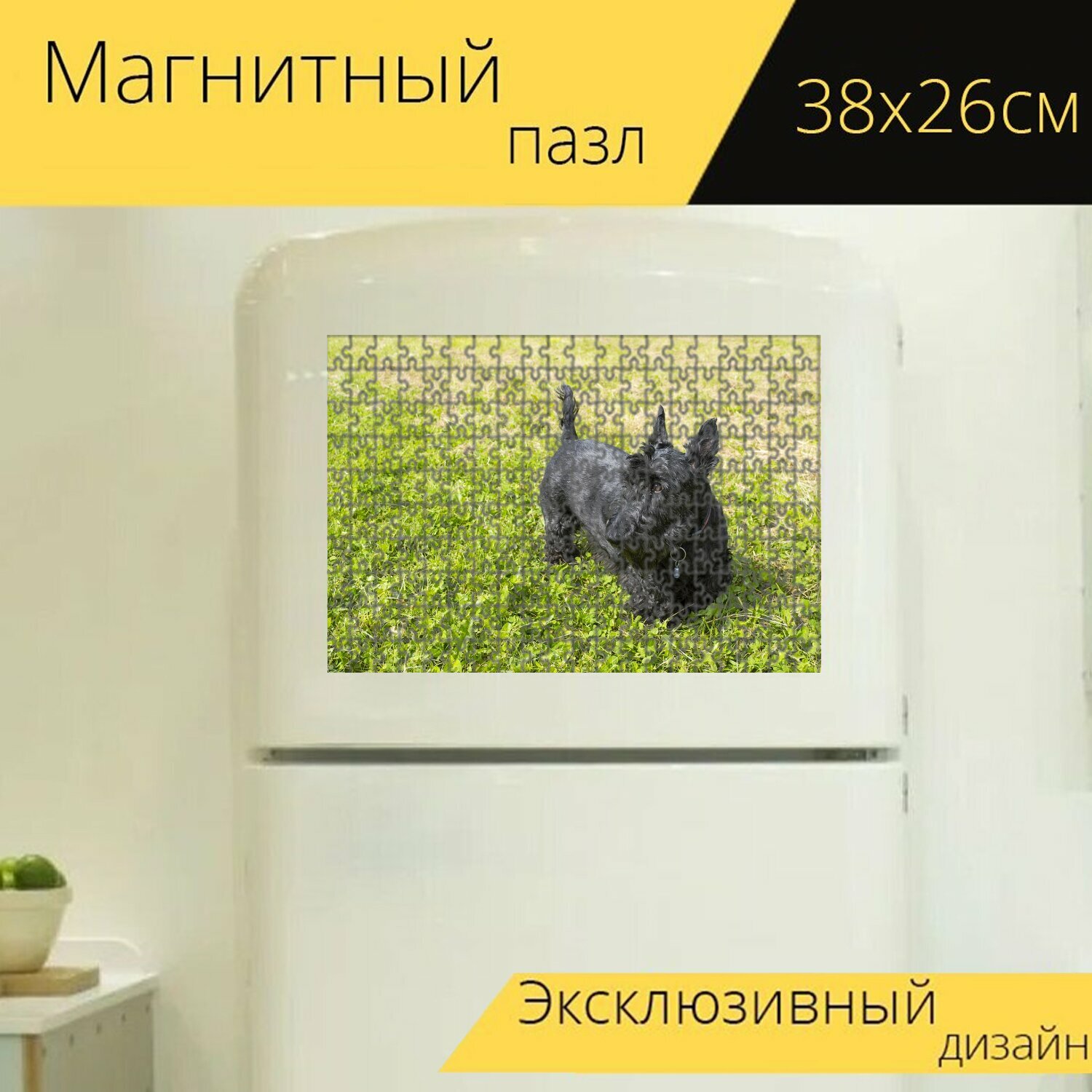 Магнитный пазл "Собака, терьер, шотландский терьер" для интерьера, 38х26 см.