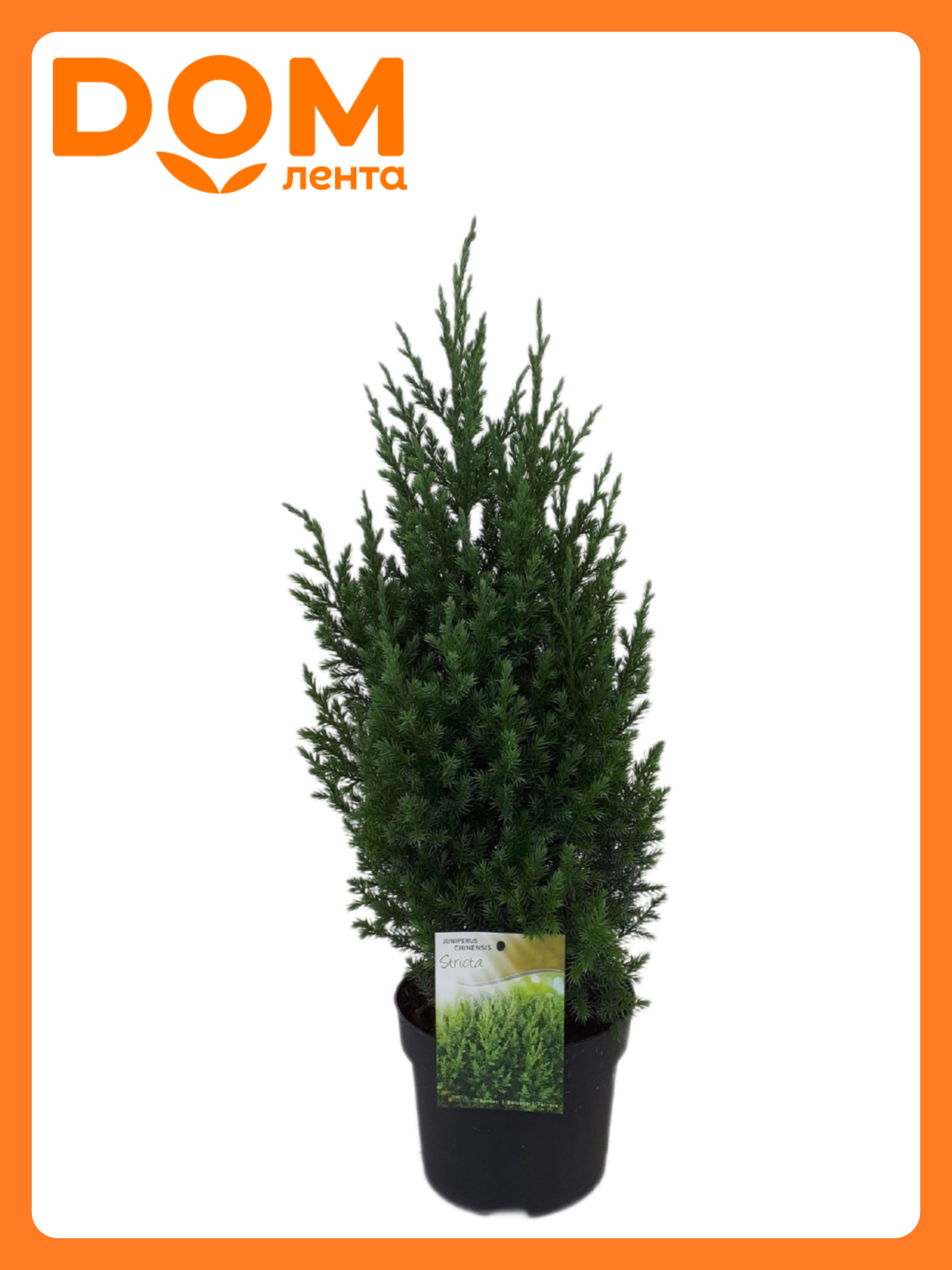 Можжевельник FLORA GROUP "Stricta", саженец, многолетнее, хвойное, декоративное растение