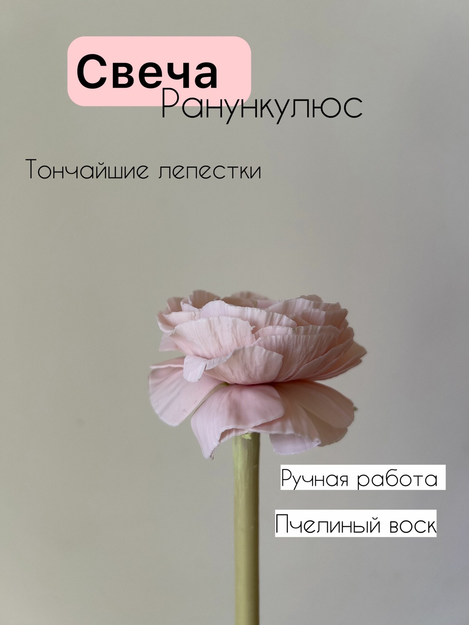 Свеча-цветок ранункулюс на стебле .
