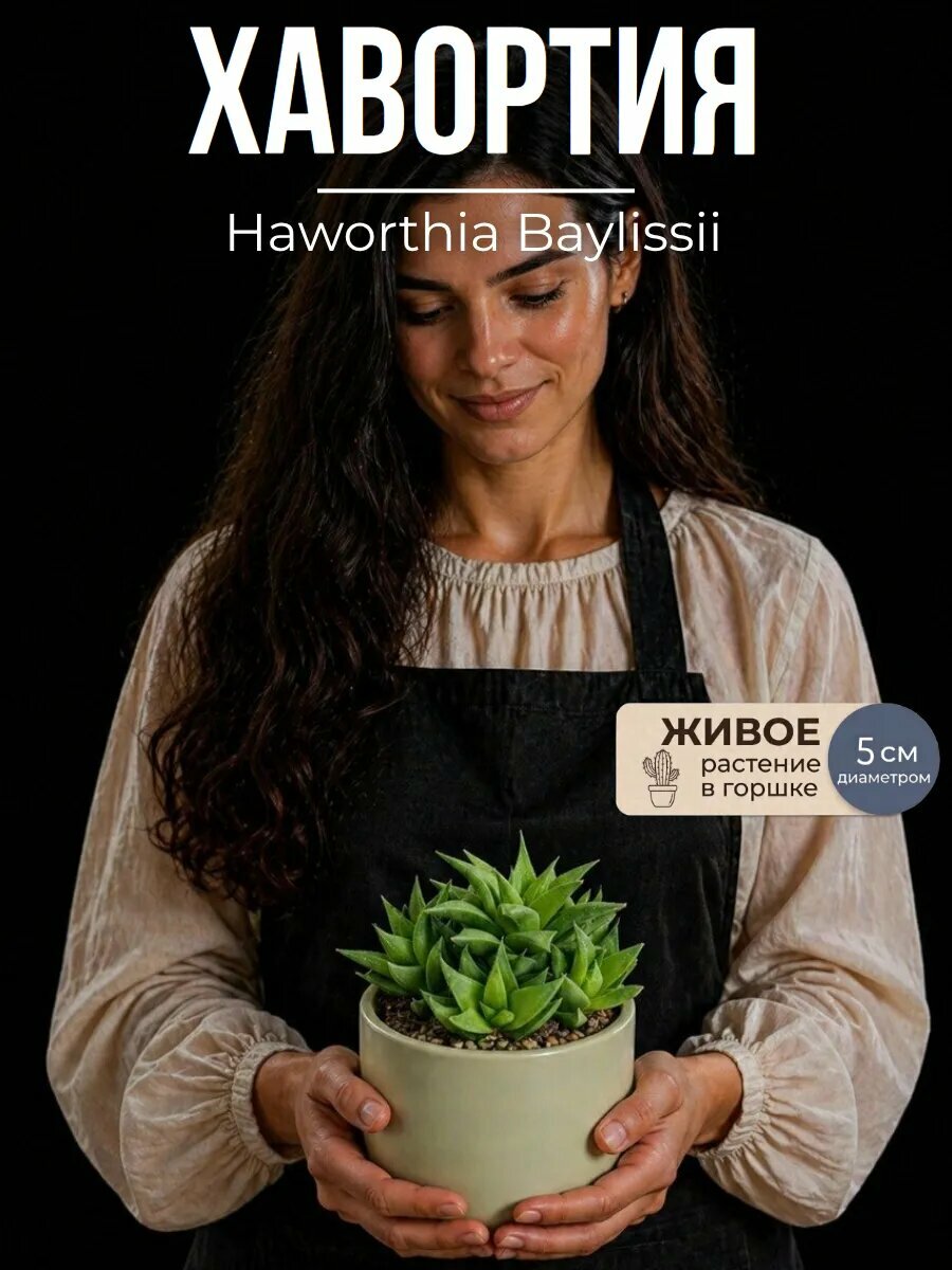 Хавортия Байлисси (Haworthia Baylissii) D5см, суккуленты живые