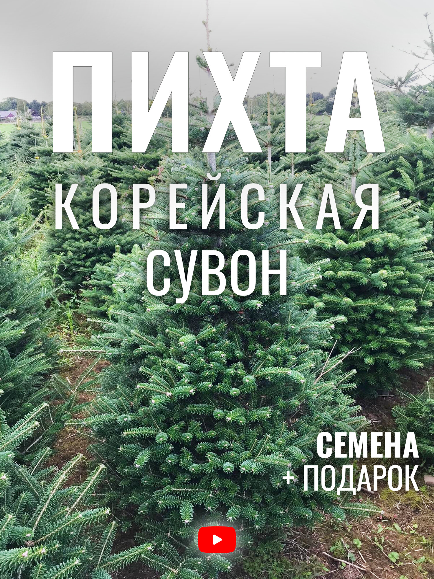 Пихта Корейская Сувон, Семена, 20 шт, семена хвойных деревьев