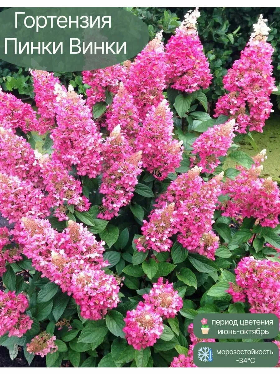 Гортензия метельчатая Пинки Винки