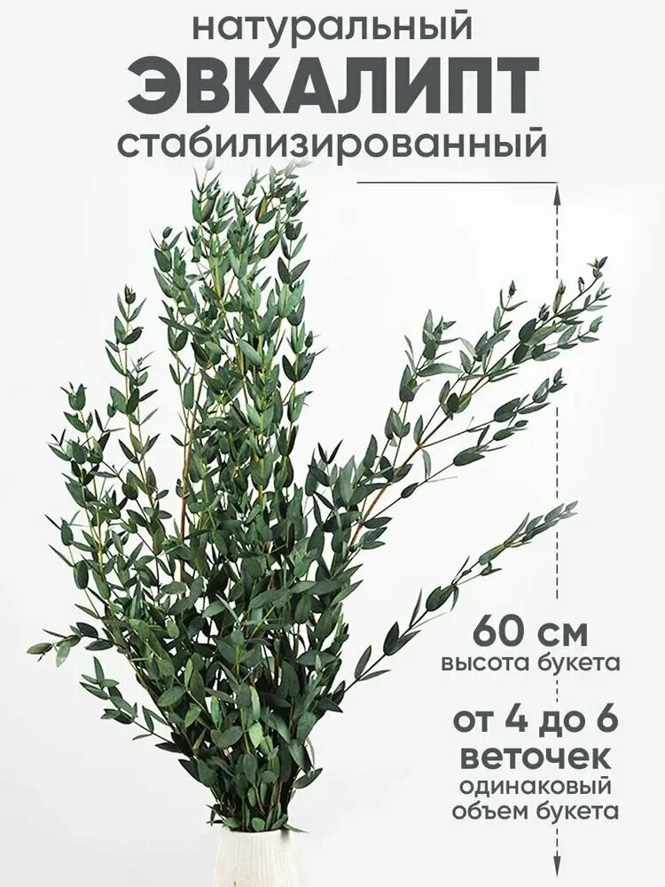 Сухоцветы Эвкалипт, 57 см, 270 гр, 1 шт