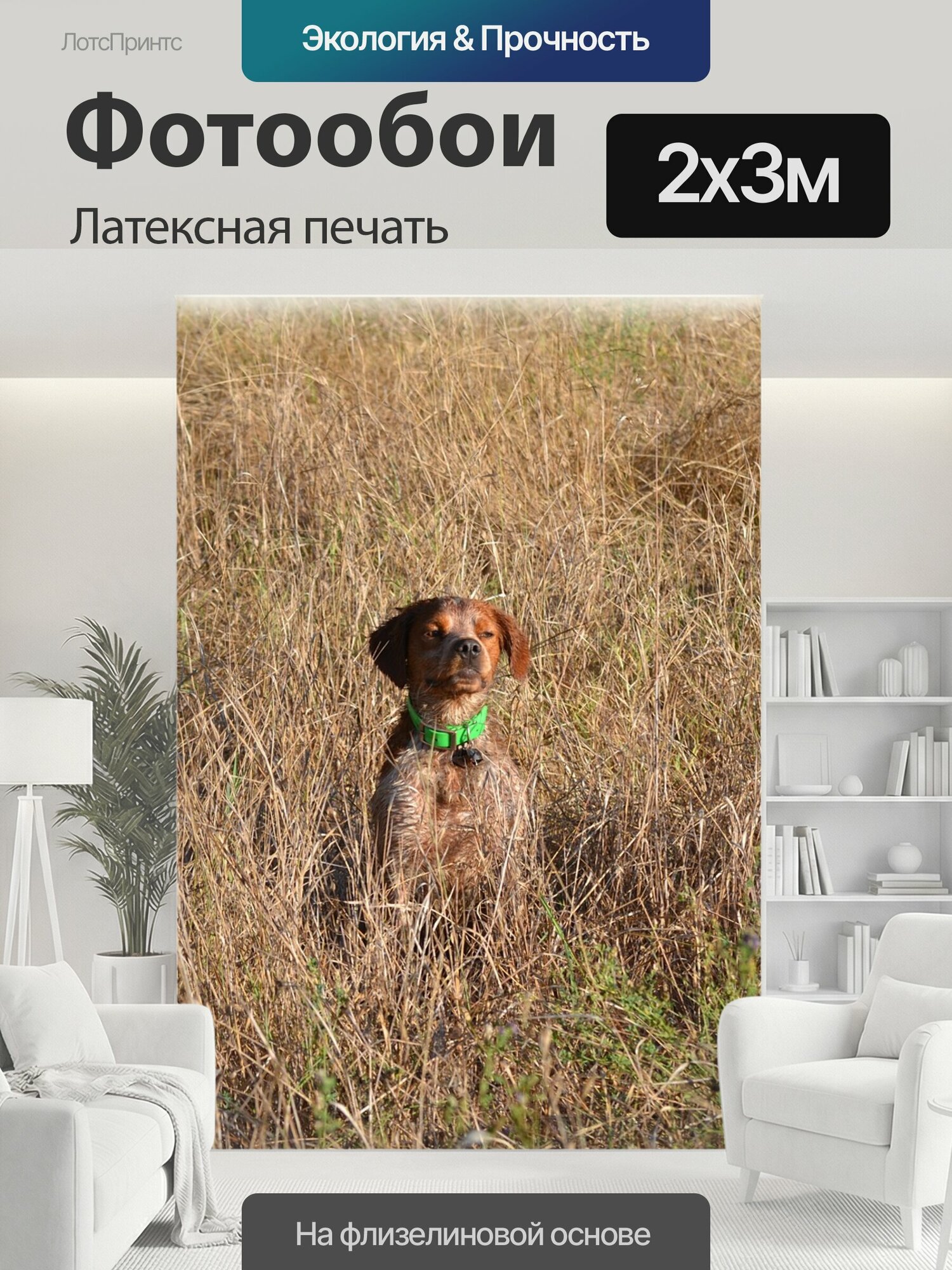 Фотообои моющиеся ударопрочные "Охота, собака, бретон" 200x300 см. латексная печать