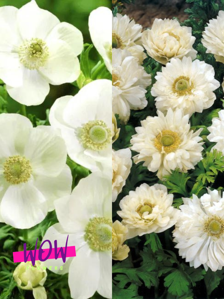 Луковицы цветов , WOW FLOWERS , Анемона Зе Брайд 10 шт\ Анемона Маунт Эверест 10 шт