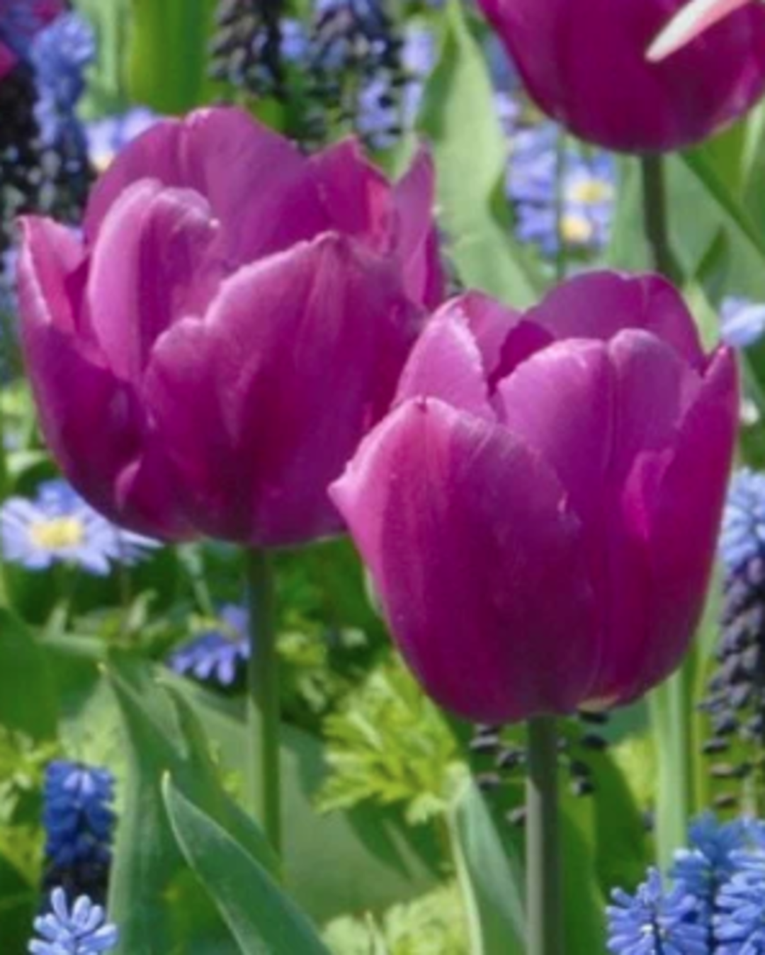 Тюльпан Holland Bulb Market Триумф Пурпл Принц, многолетник, высота 40 см, 5 луковиц