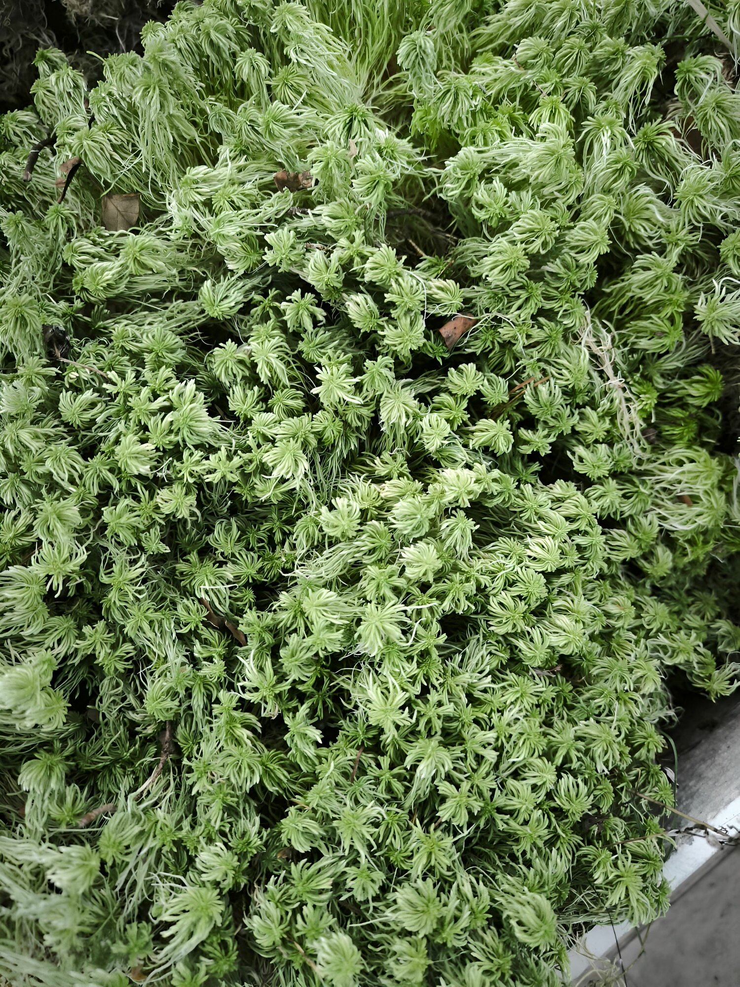 Мох натуральный, живой, свежий, сфагнум. 5 литров.