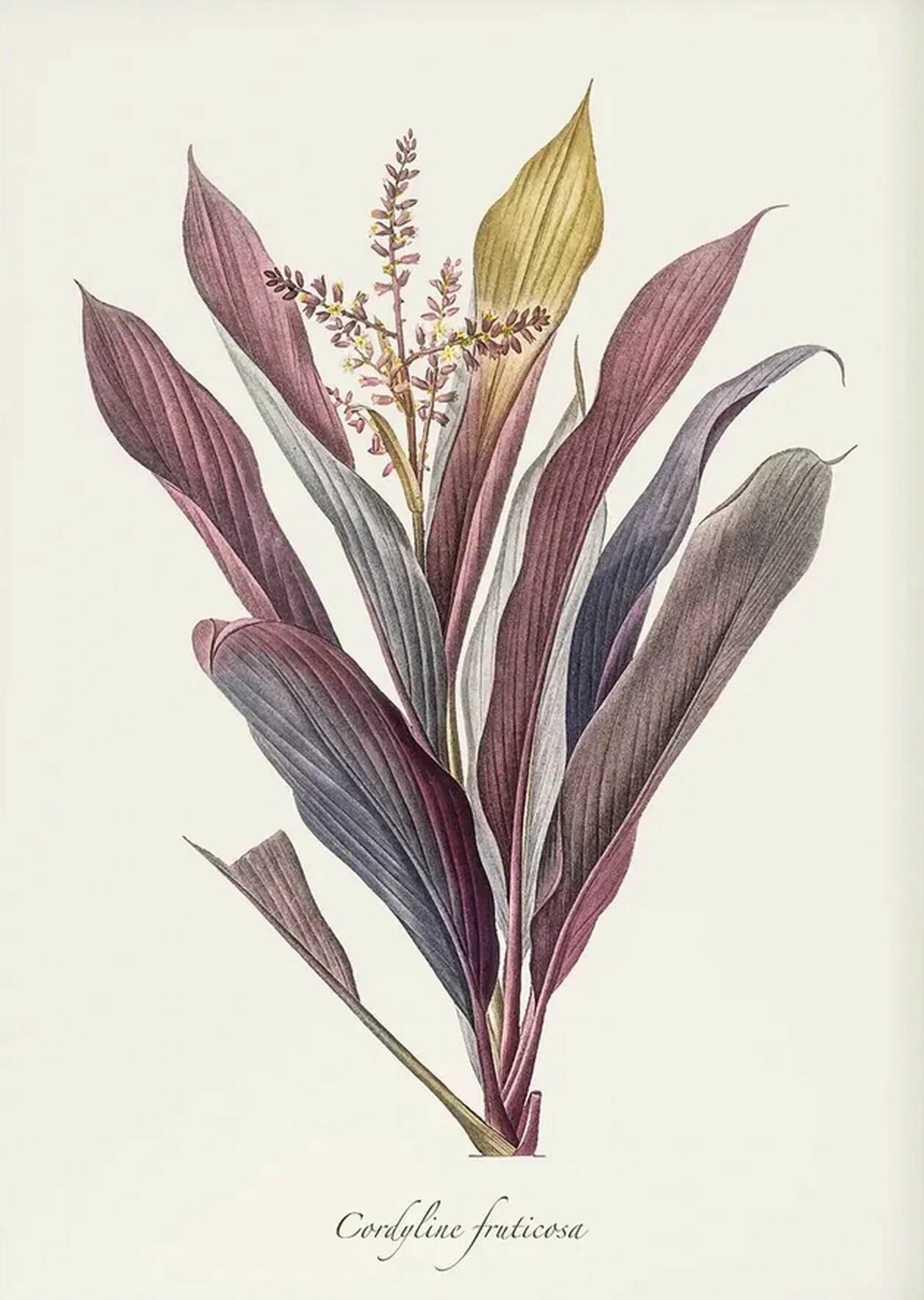 Плакат, постер Ботаническая иллюстрация на бумаге, размер 21х30см