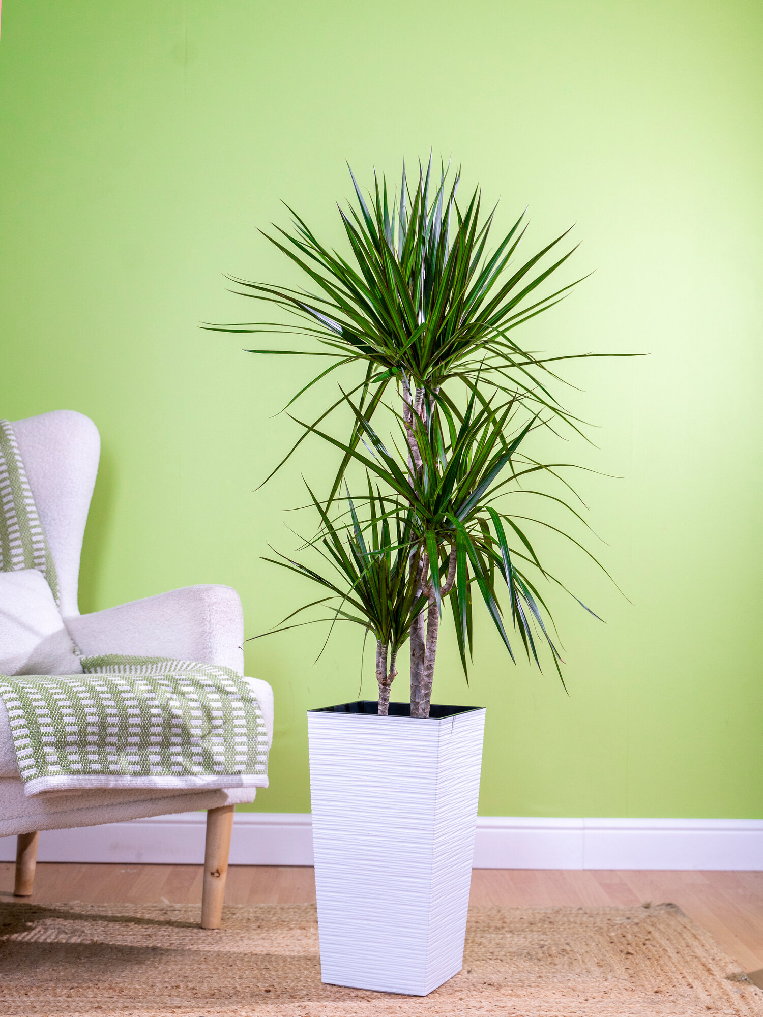 Geo Glass: Пальма Драцена в интерьерном кашпо 110-120 см , живая пальма