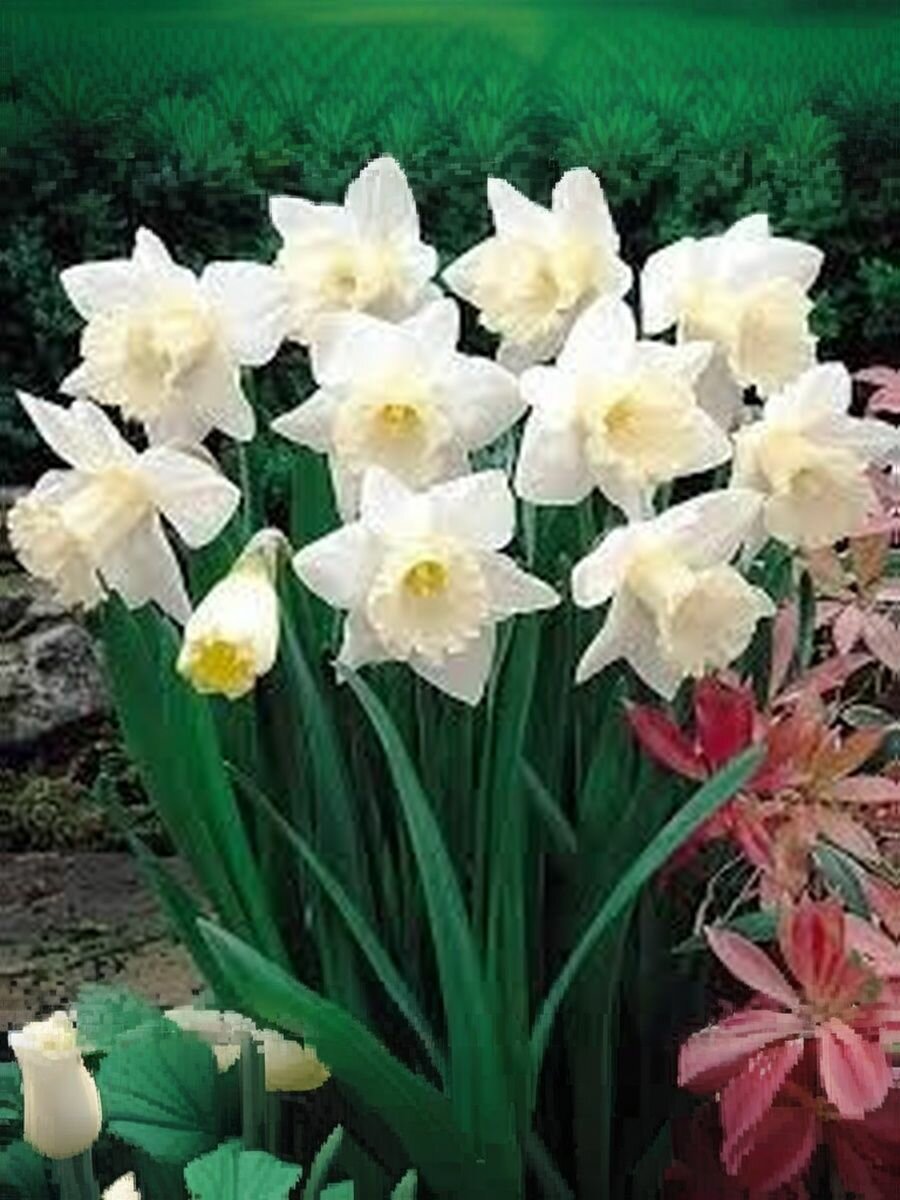 Нарцисс Маунт Худ - крупноцветковый! (луковицы для посадки 5 шт)/ клубни, делёнки многолетних растений, корни / для дачи, сада, дома и балкона